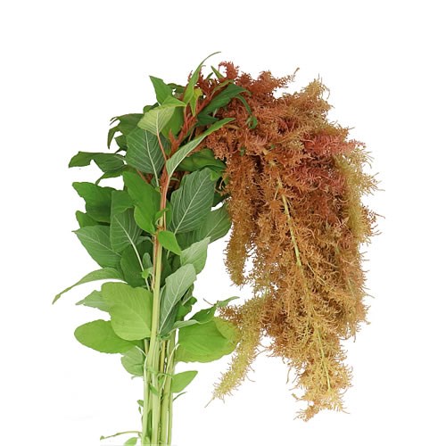 AMARANTHUS BROWN SPIDER 75cm | Wholesale Dutch Flowers & Florist ...