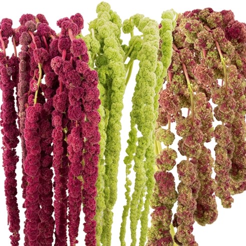 AMARANTHUS HANGING MIX 75cm | Wholesale Dutch Flowers & Florist Supplies UK
