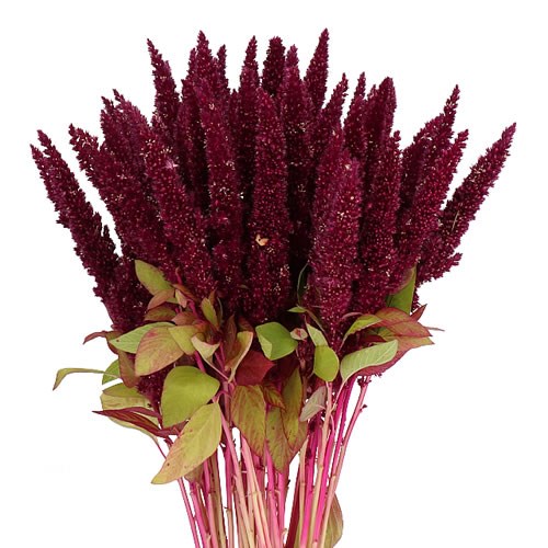 AMARANTHUS RED 55cm | Wholesale Dutch Flowers & Florist Supplies UK