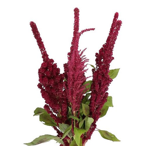 AMARANTHUS RED TOWER 60cm | Wholesale Dutch Flowers & Florist Supplies UK