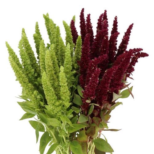 AMARANTHUS UPRIGHT MIX 50cm | Wholesale Dutch Flowers & Florist Supplies UK