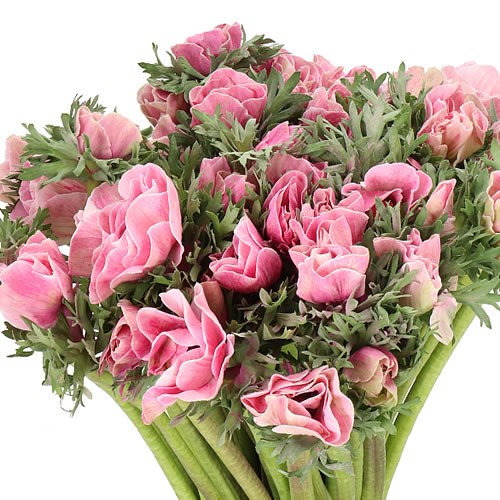 ANEMONE DYED POWDER PINK EX 35cm | Wholesale Dutch Flowers & Florist ...