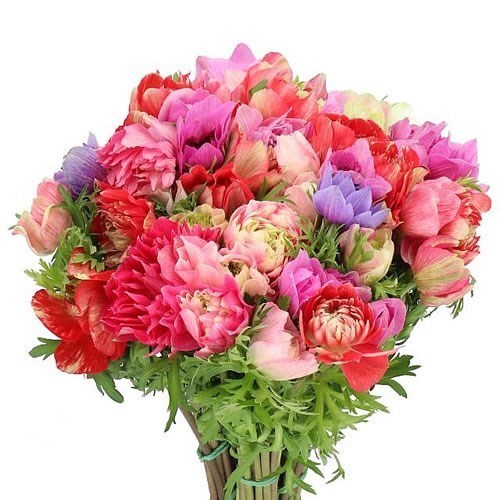 ANEMONE LEVANTE MIX 30cm | Wholesale Dutch Flowers & Florist Supplies UK