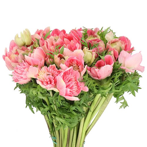 ANEMONE LEVANTE PINK EX 35cm | Wholesale Dutch Flowers & Florist ...