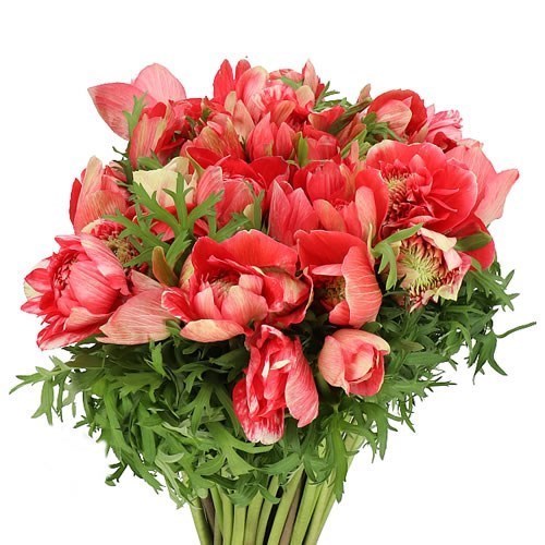 ANEMONE LEVANTE RED 25cm | Wholesale Dutch Flowers & Florist Supplies UK