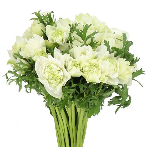 ANEMONE LEVANTE WHITE 40cm | Wholesale Dutch Flowers & Florist Supplies UK
