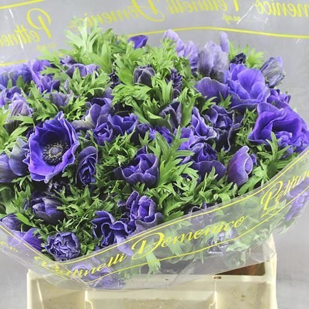 ANEMONE MISTRAL + BLUE EX 35cm | Wholesale Dutch Flowers & Florist ...