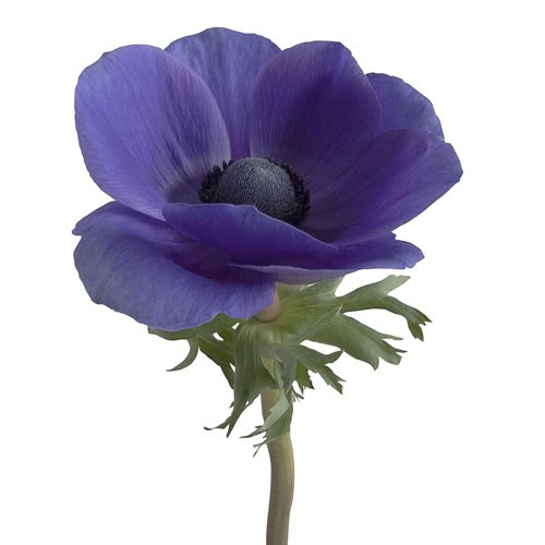 ANEMONE MISTRAL DARK BLUE 40cm | Wholesale Dutch Flowers & Florist ...