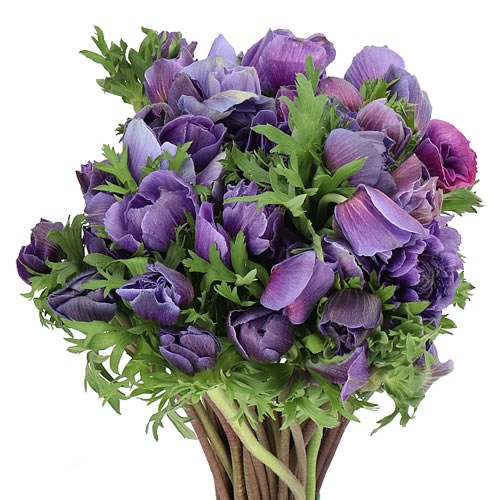 ANEMONE MISTRAL + DARK BLUE EX 30cm | Wholesale Dutch Flowers & Florist ...