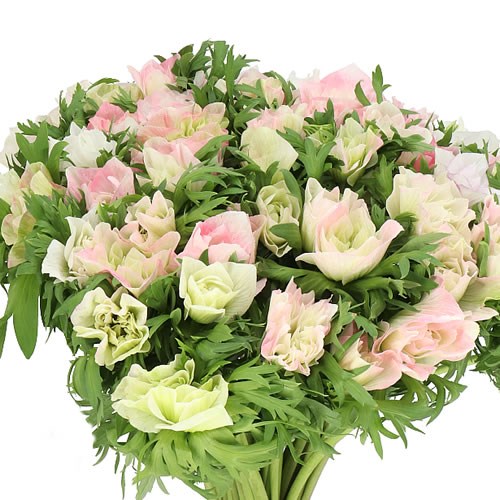 ANEMONE MISTRAL + LIGHT PINK EX 30cm | Wholesale Dutch Flowers ...