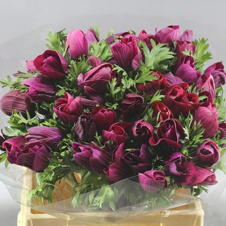 ANEMONE MISTRAL + MAGENTA SUPER 35cm | Wholesale Dutch Flowers ...
