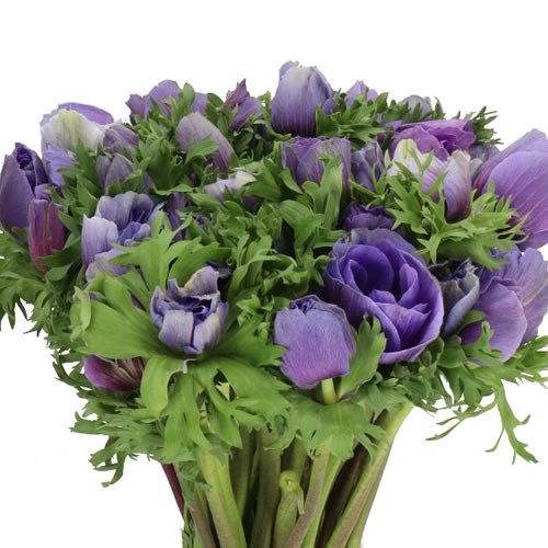 ANEMONE MISTRAL PLUS BLUE SUPER 35cm | Wholesale Dutch Flowers ...
