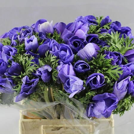 ANEMONE MISTRAL PLUS BLUE SUPER 35cm | Wholesale Dutch Flowers ...