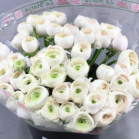 RANUNCULUS MISTRAL PLUS HANOI SUPER 40cm | Wholesale Dutch Flowers ...