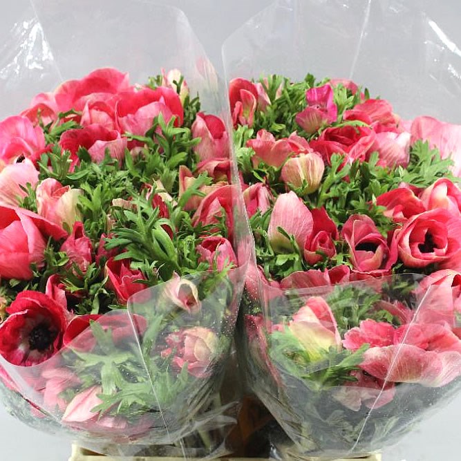 ANEMONE MISTRAL SHOCKING EX 40cm | Wholesale Dutch Flowers & Florist ...