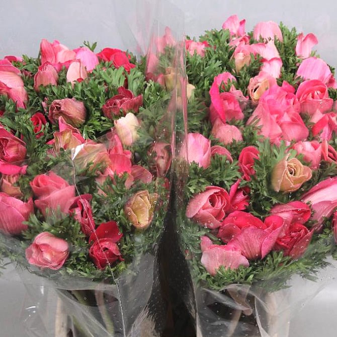 ANEMONE MISTRAL SHOCKING SUPER 40cm | Wholesale Dutch Flowers & Florist ...