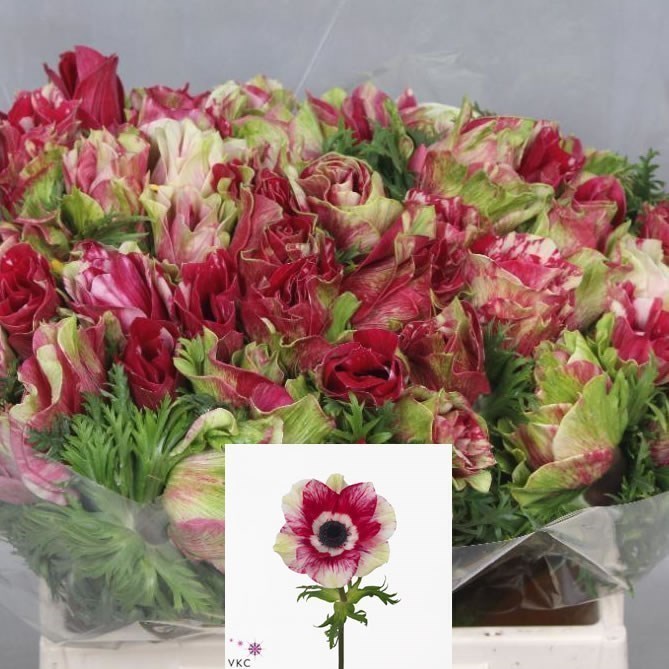 ANEMONE MISTRAL + TIGRE 30cm | Wholesale Dutch Flowers & Florist ...