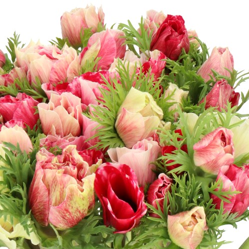 ANEMONE MISTRAL + TIGRE EX 30cm | Wholesale Dutch Flowers & Florist ...