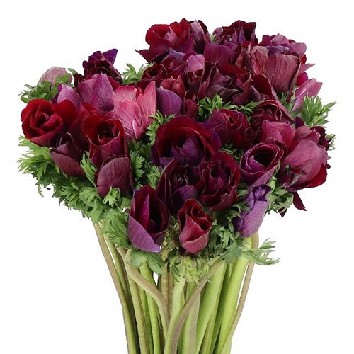 ANEMONE MISTRAL + VIOLET 30cm | Wholesale Dutch Flowers & Florist ...