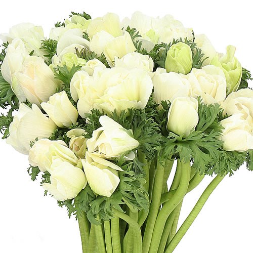 ANEMONE MISTRAL WHITE EX 35cm | Wholesale Dutch Flowers & Florist ...