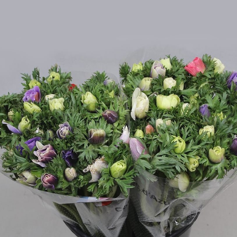 ANEMONE MIX 45cm | Wholesale Dutch Flowers & Florist Supplies UK