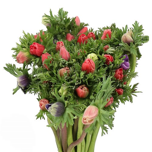 ANEMONE MONA LISA MIX 40cm | Wholesale Dutch Flowers & Florist Supplies UK