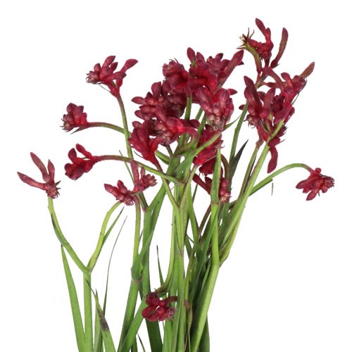 ANIGOZANTHOS BURGUNDY 50cm | Wholesale Dutch Flowers & Florist Supplies UK