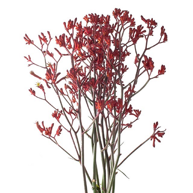 ANIGOZANTHOS BUSH RUBY 60cm | Wholesale Dutch Flowers & Florist Supplies UK