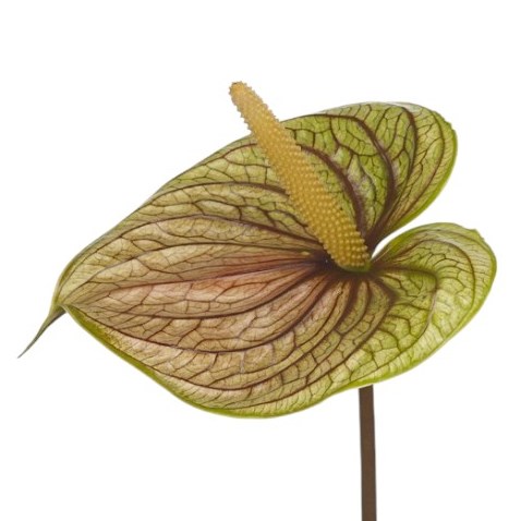 ANTHURIUM EXTASE CLASSIC x 16 | Wholesale Dutch Flowers & Florist ...