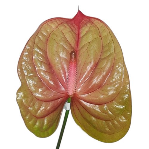 ANTHURIUM LICOSA x 16 | Wholesale Dutch Flowers & Florist Supplies UK