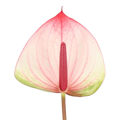 ANTHURIUM MAXIMA ELEGANCIA x 12 | Wholesale Dutch Flowers & Florist ...