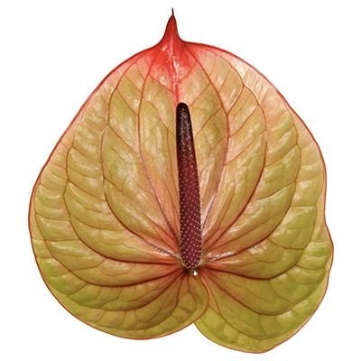 ANTHURIUM TEQUILA x 16 | Wholesale Dutch Flowers & Florist Supplies UK