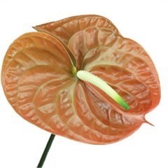 ANTHURIUM TERRA x 12 | Wholesale Dutch Flowers & Florist Supplies UK