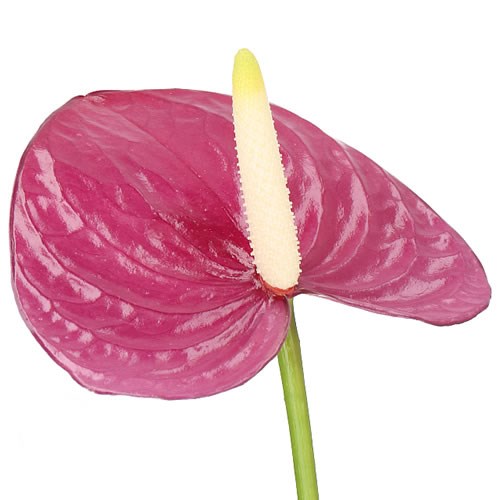 ANTHURIUM VIOLET HEART x 30 | Wholesale Dutch Flowers & Florist Supplies UK