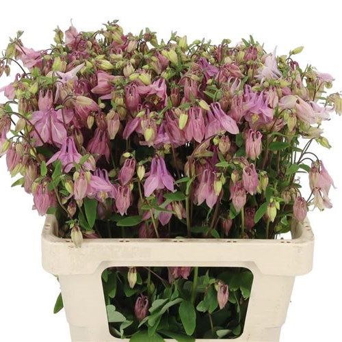 AQUILEGIA PINK LADY 55cm | Wholesale Dutch Flowers & Florist Supplies UK