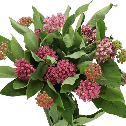 ASCLEPIAS RED ANTONIA 60cm | Wholesale Dutch Flowers & Florist Supplies UK