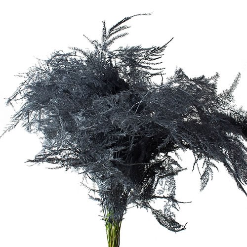 ASPARAGUS FERN DYED GREY 45cm | Wholesale Dutch Flowers & Florist Supplies UK