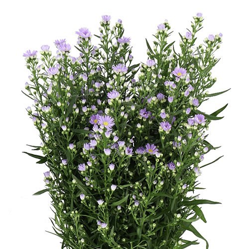 ASTER CASSANDRA 75cm 45gm | Wholesale Dutch Flowers & Florist Supplies UK