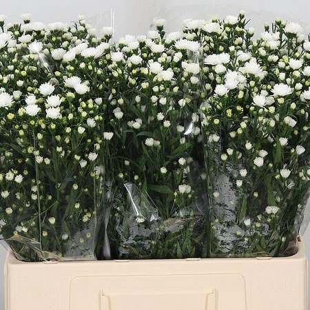 ASTER PRETTY WENDY 80cm 35gm | Wholesale Dutch Flowers & Florist ...