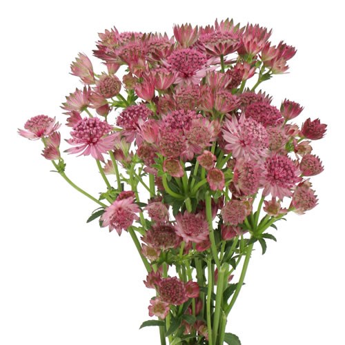 ASTRANTIA PINK SENSATION 50cm | Wholesale Dutch Flowers & Florist ...