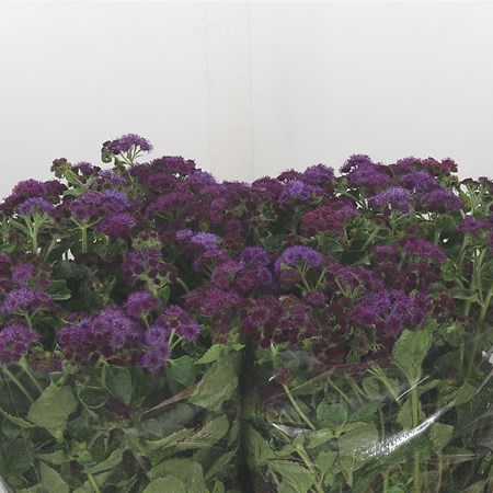 Ageratum Red Sea 55cm | Wholesale Dutch Flowers & Florist Supplies UK