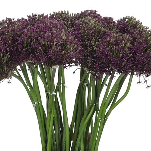 Allium Cherry 75cm | Wholesale Dutch Flowers & Florist Supplies UK