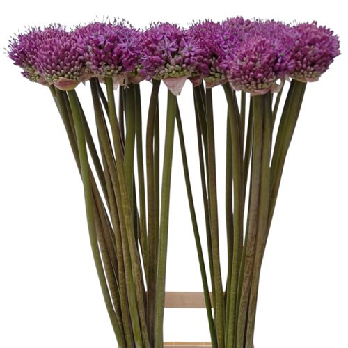 Allium Dark Knight 85cm | Wholesale Dutch Flowers & Florist Supplies UK