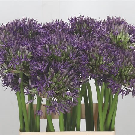 Allium Jackpot 55cm | Wholesale Dutch Flowers & Florist Supplies UK