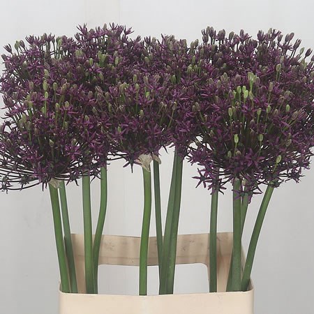 Allium Magic 65cm | Wholesale Dutch Flowers & Florist Supplies UK
