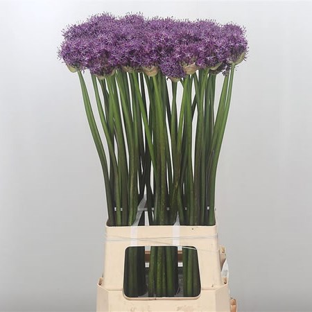 Allium Mars 75cm | Wholesale Dutch Flowers & Florist Supplies UK