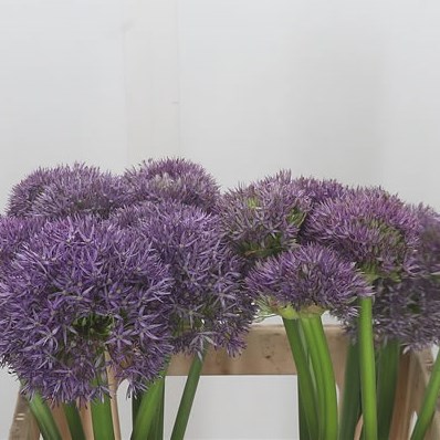 Allium Pinball Wizard 55cm | Wholesale Dutch Flowers & Florist Supplies UK