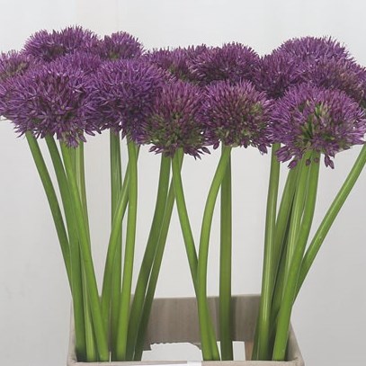 Allium Pinball Wizard