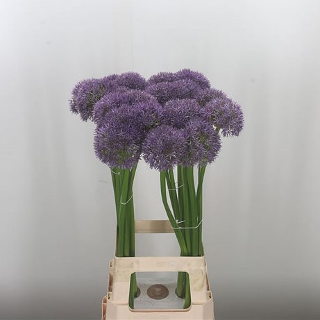 Allium Pinball Wizard 80cm | Wholesale Dutch Flowers & Florist Supplies UK