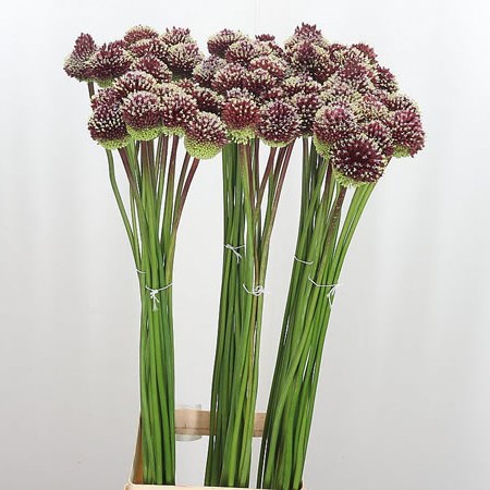 Allium Red Mohican 80cm | Wholesale Dutch Flowers & Florist Supplies UK